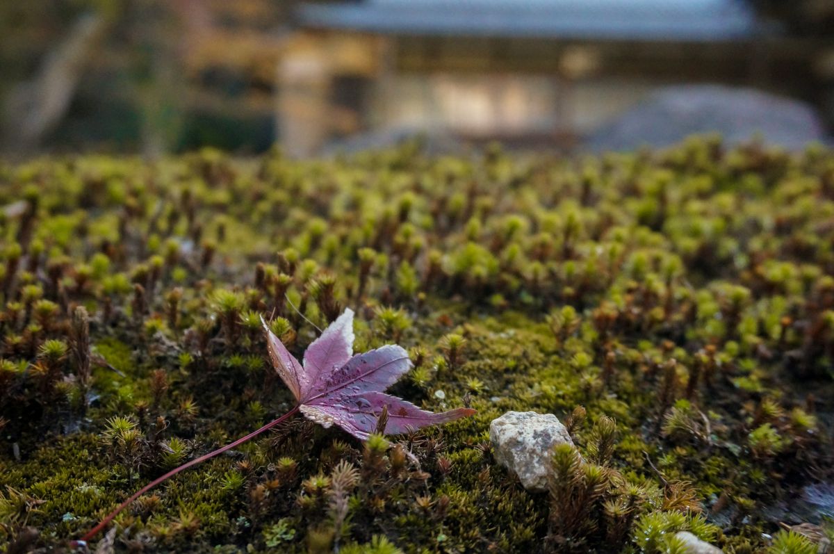 また来年 | GANREF