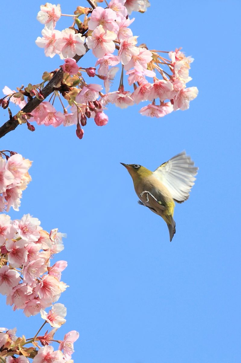 you can fly! | GANREF