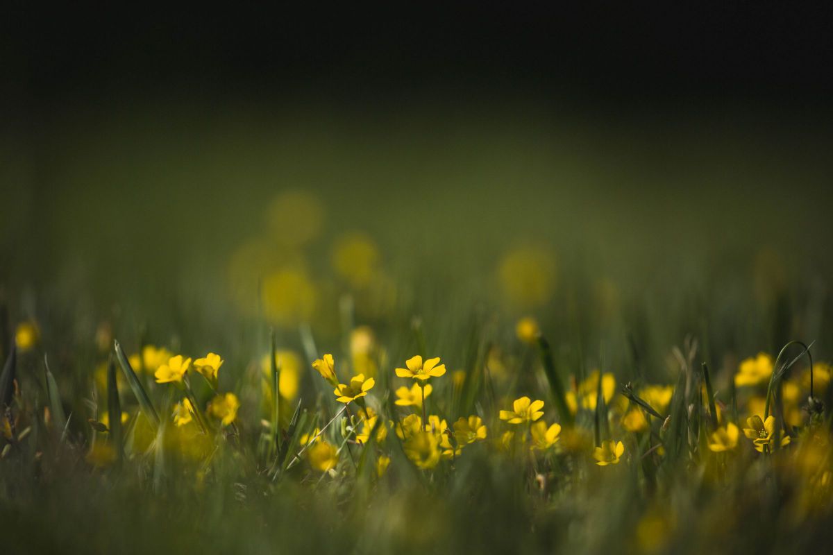 Flash Back,Truth | GANREF