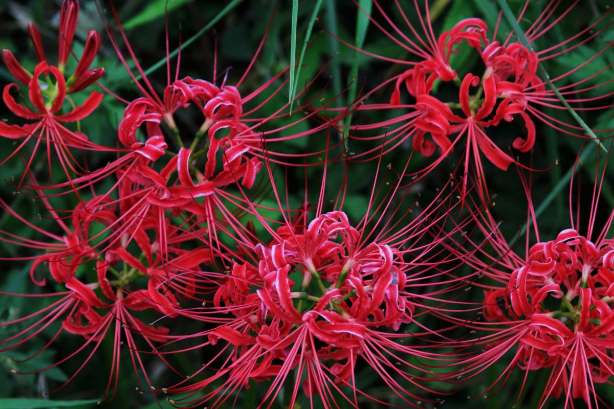 Lycoris radiata | GANREF