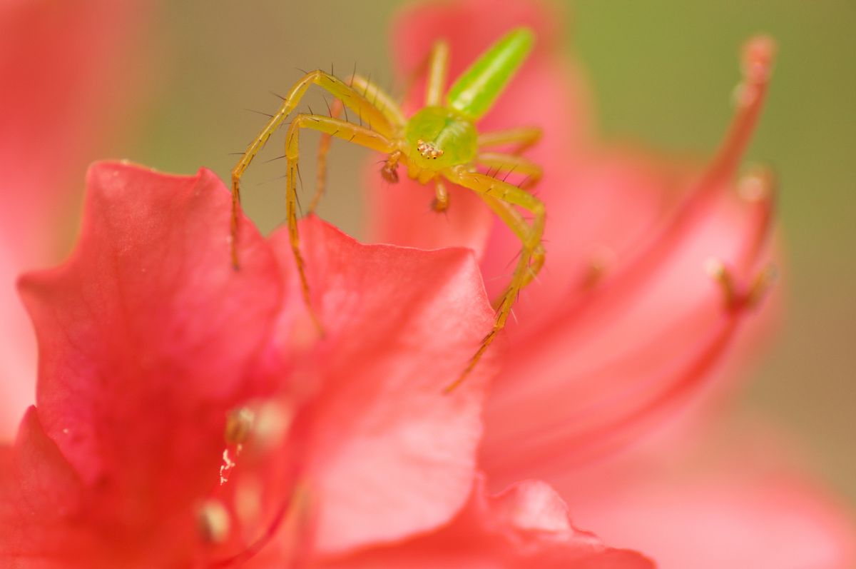 Emerald-Hunter | GANREF