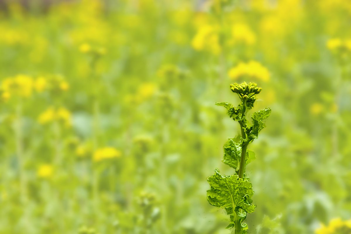 Happy Color | GANREF