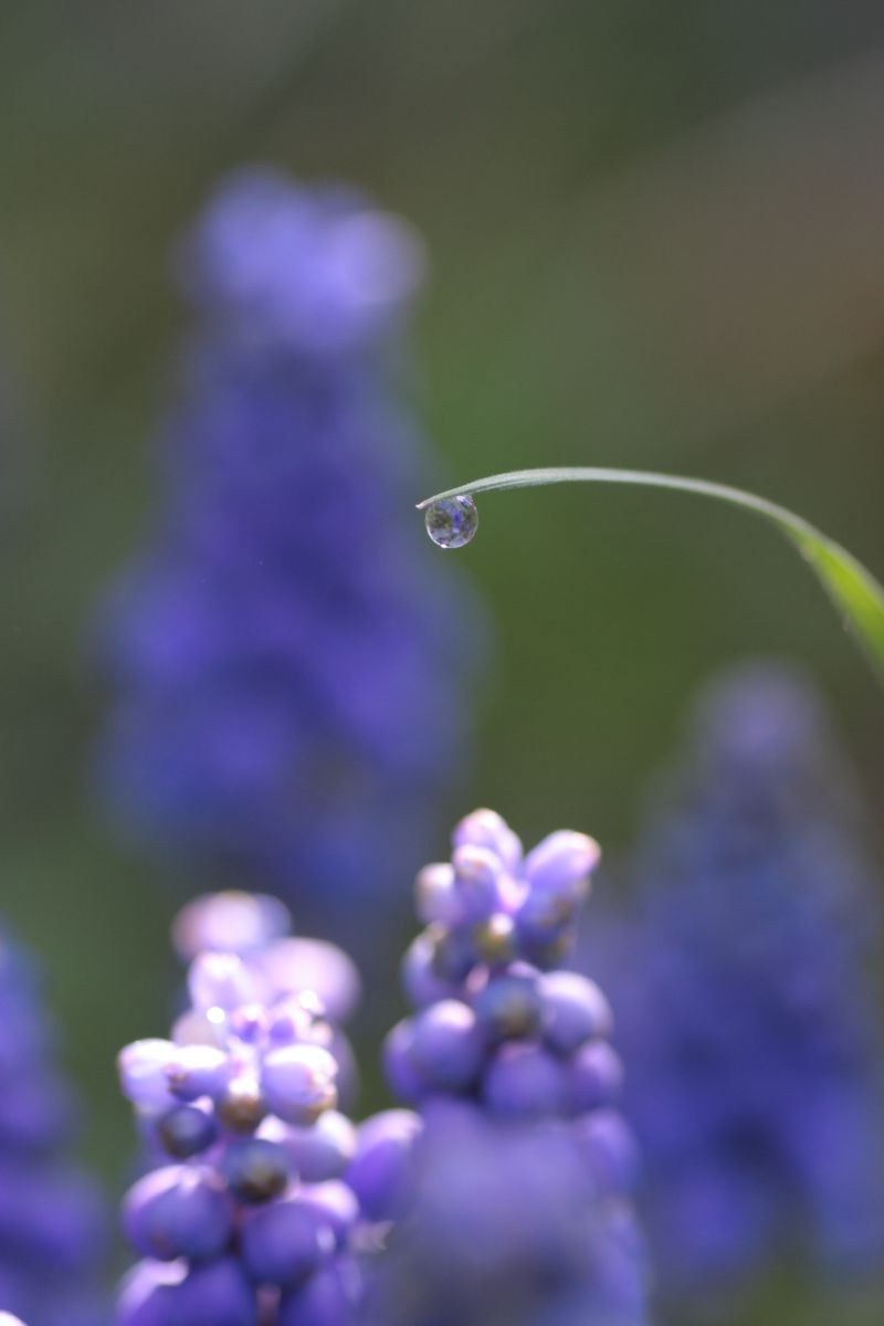 イアンサンからの贈り物 | GANREF