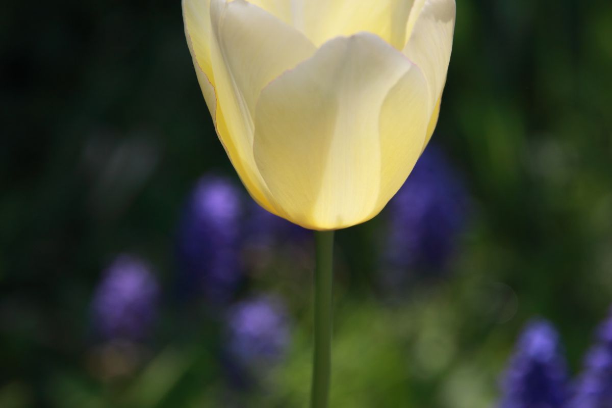 Flower right | GANREF