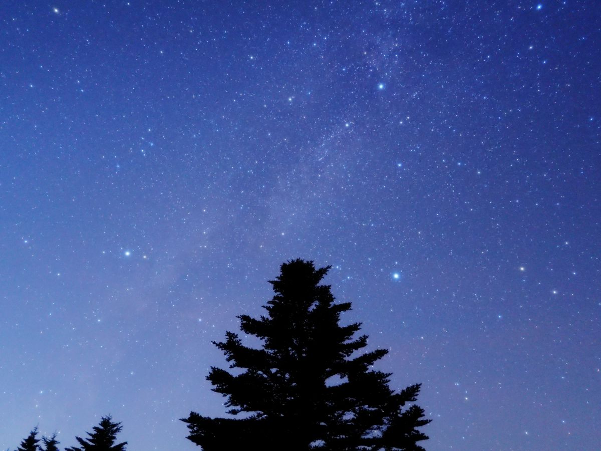 Triangle Tree | GANREF