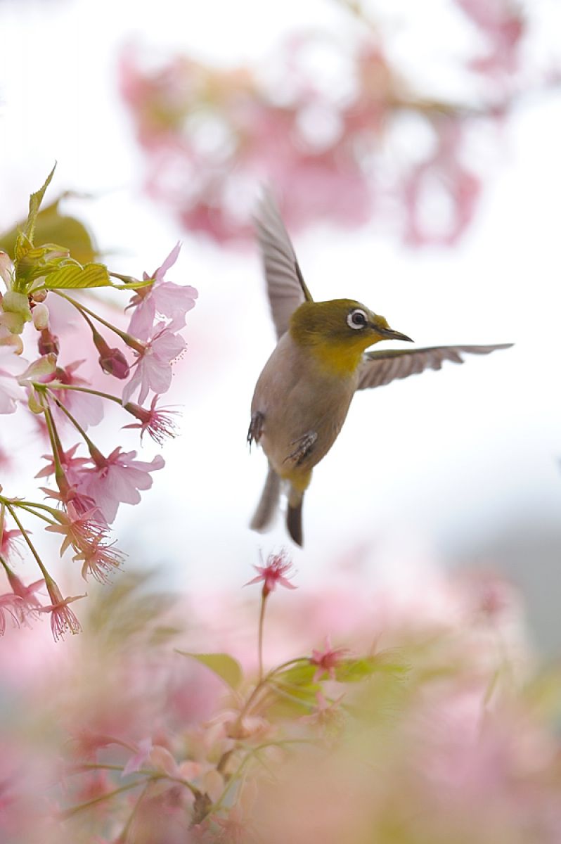 メジロの遊覧 | GANREF