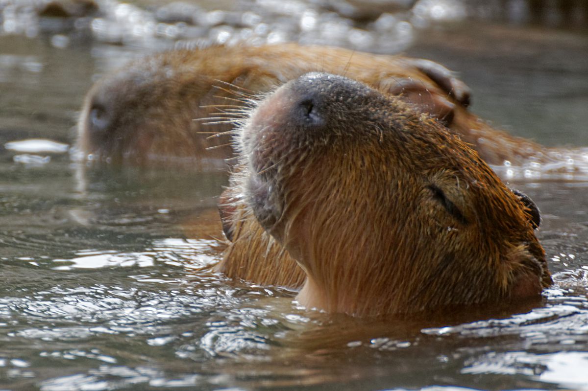 あぁ･･･♪ | GANREF