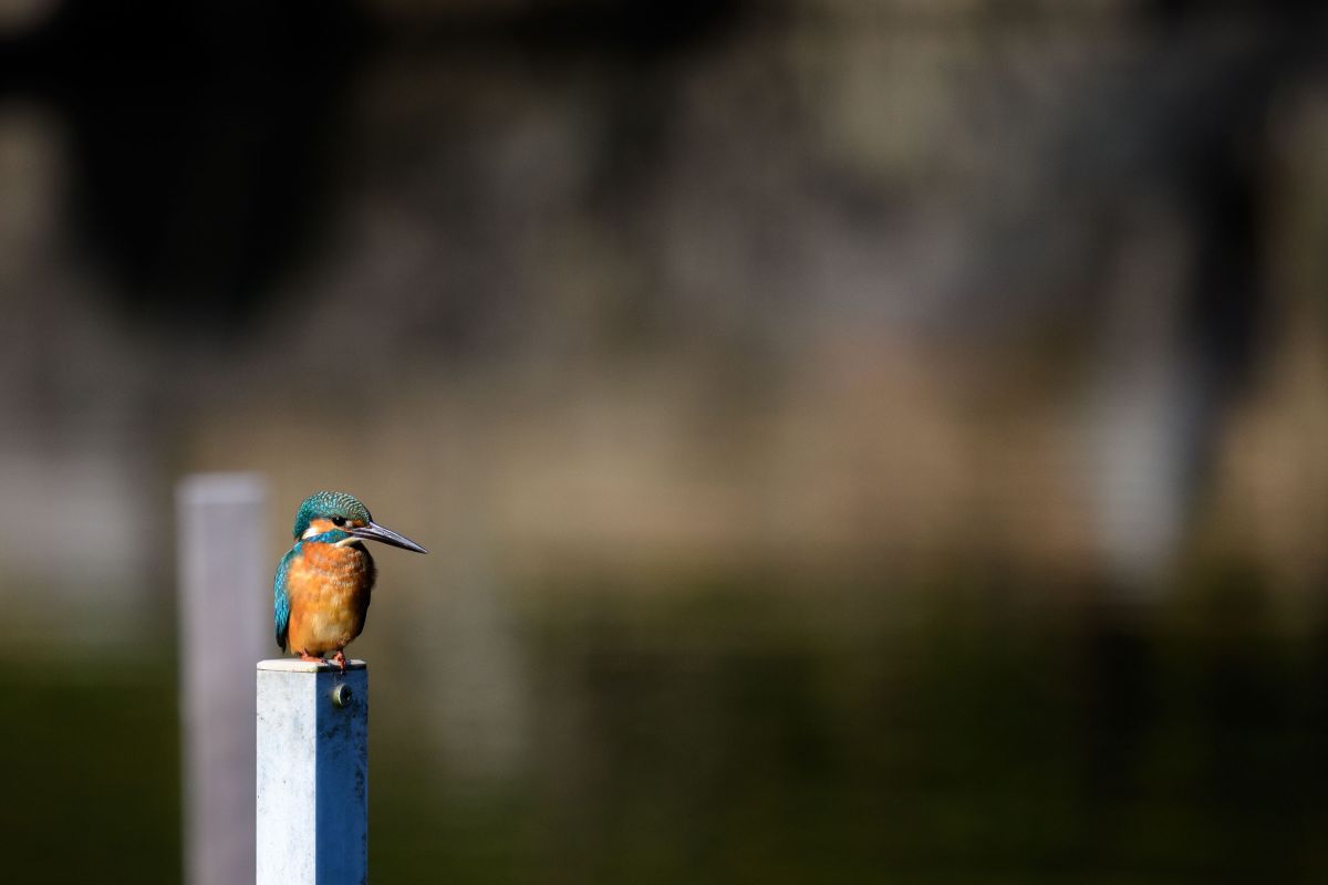 初めてのカワセミ_その1 | GANREF