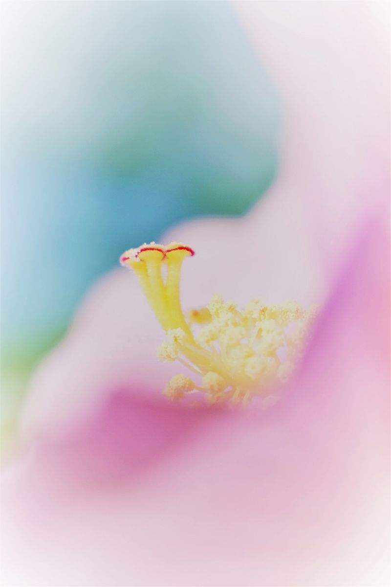 赤いライン | GANREF