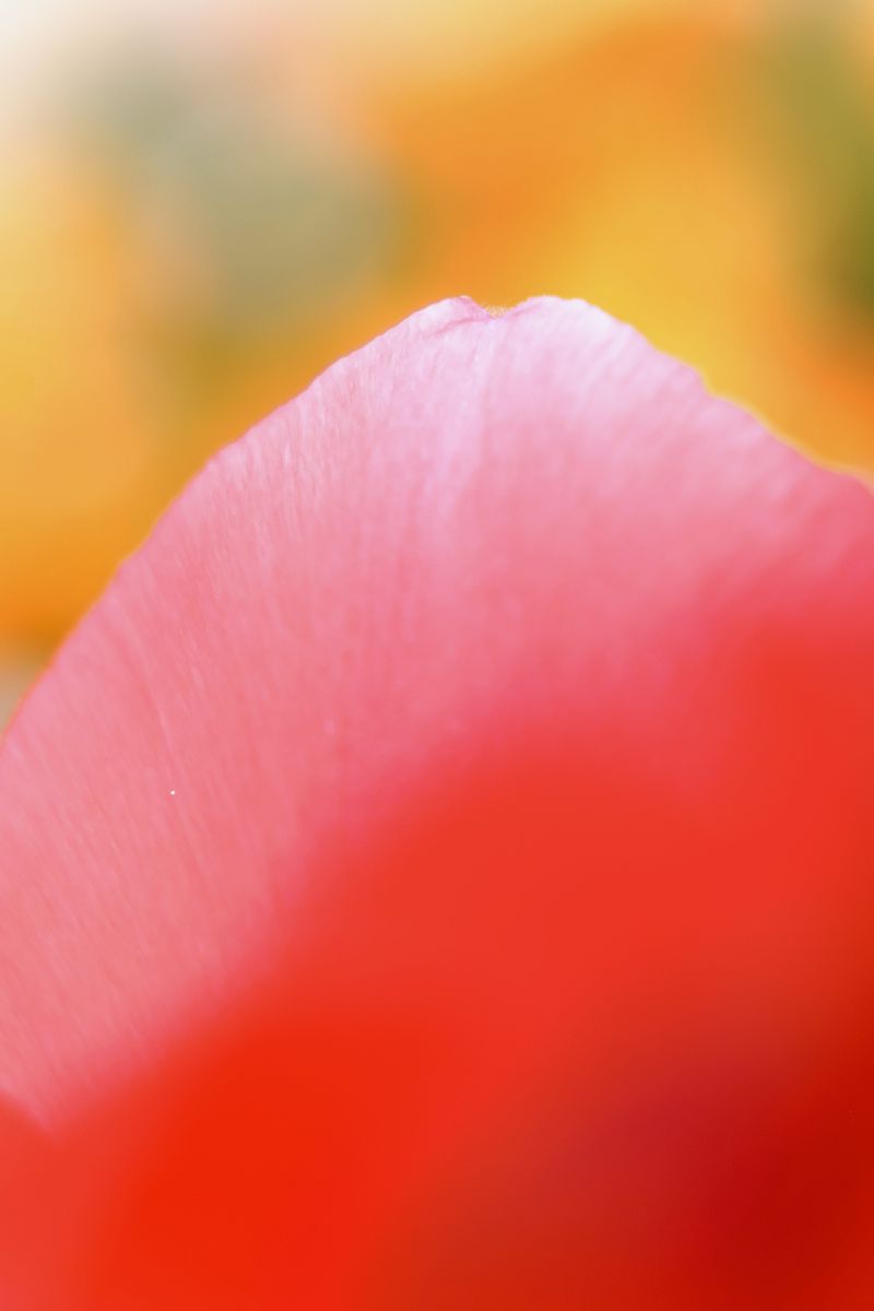 チューリップ | GANREF