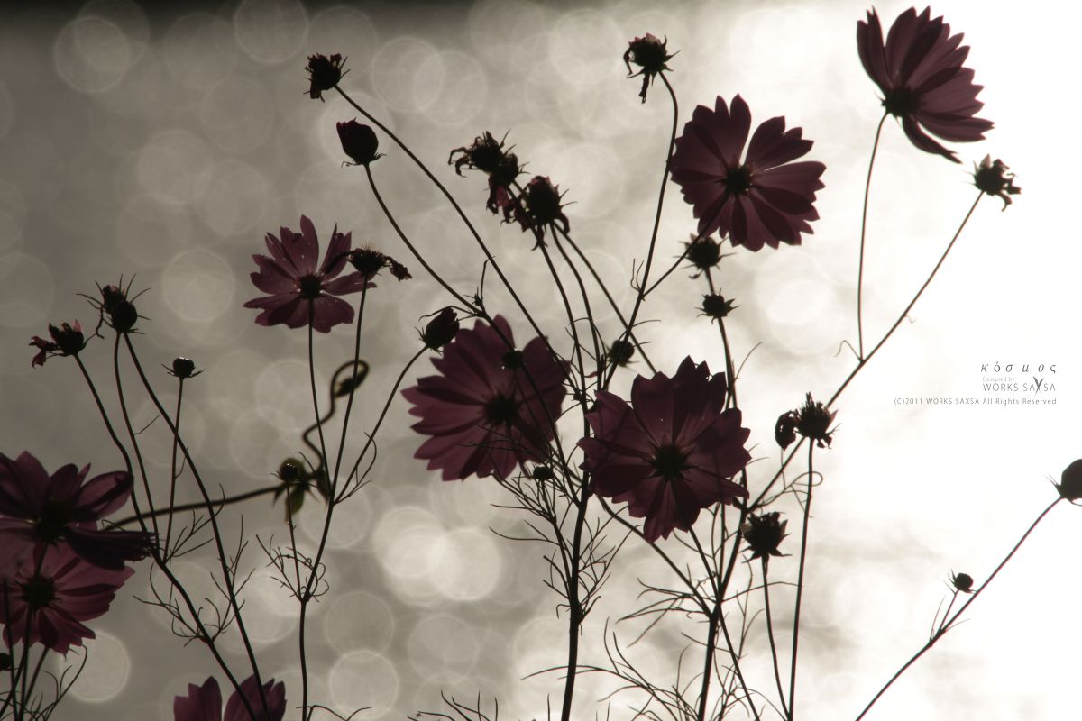 κόσμος.jpg | GANREF