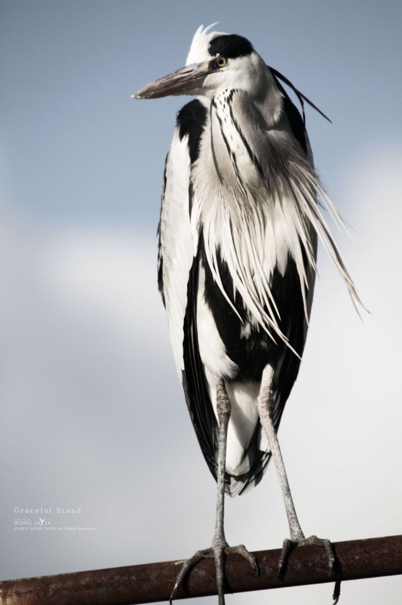 Graceful Stand | GANREF