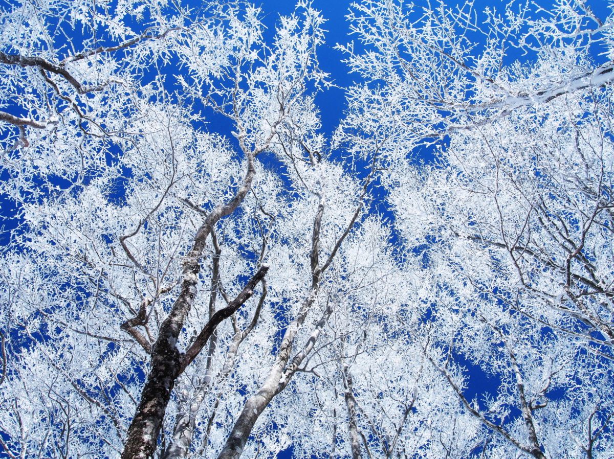 Rime Ice Tree | GANREF