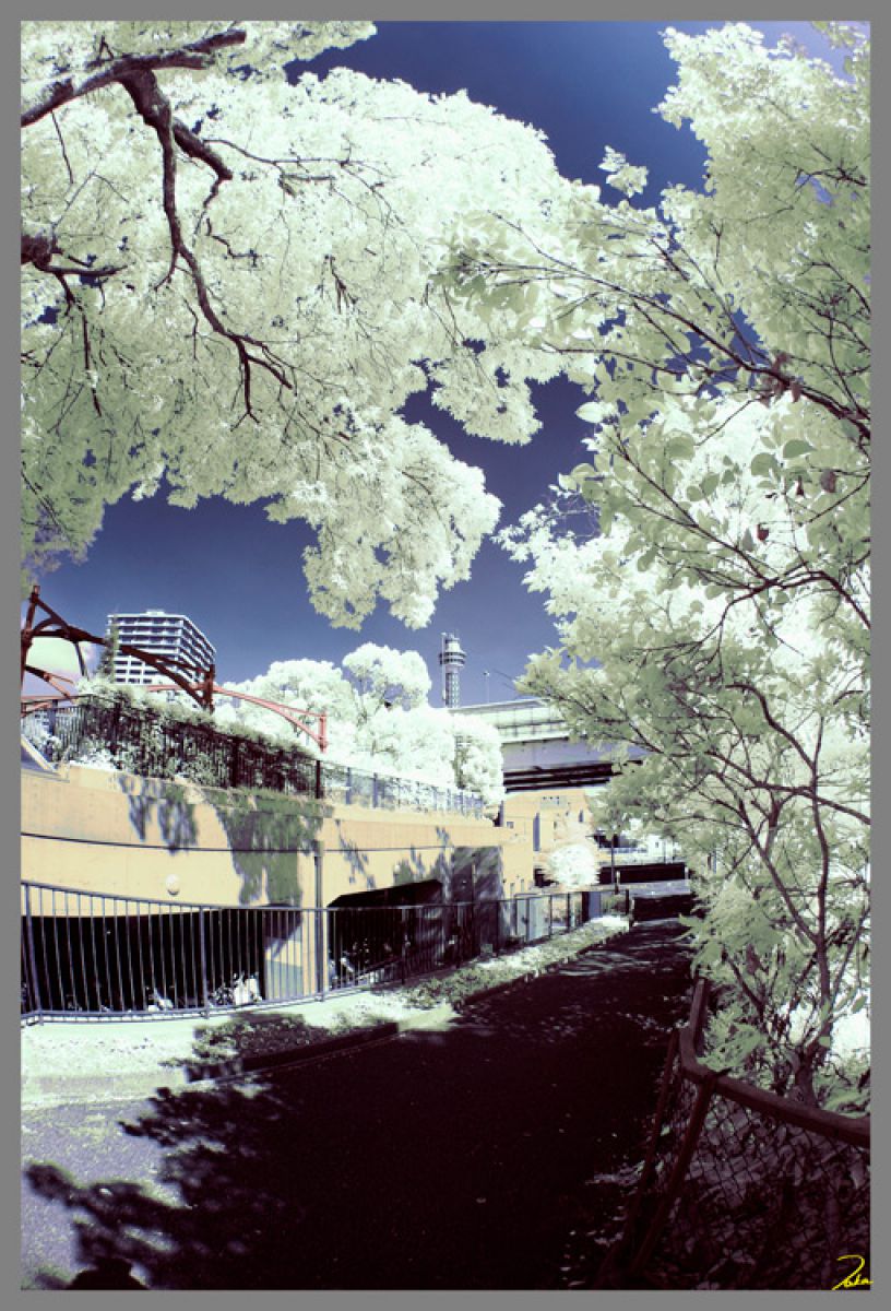 Frozen Tree_2 | GANREF