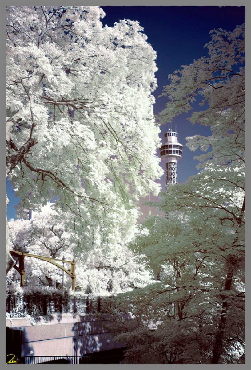 Frozen Tree_1 | GANREF