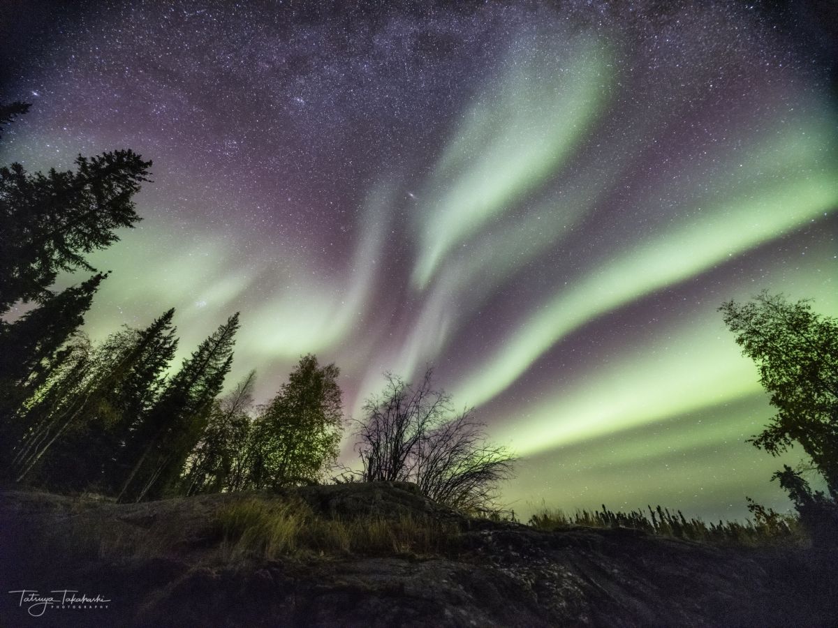 Dance of the nine-tailed fox | GANREF