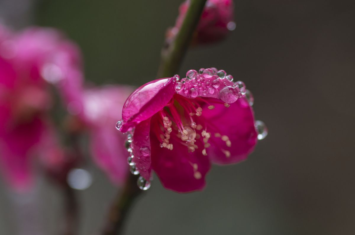 宝石の水滴 | GANREF