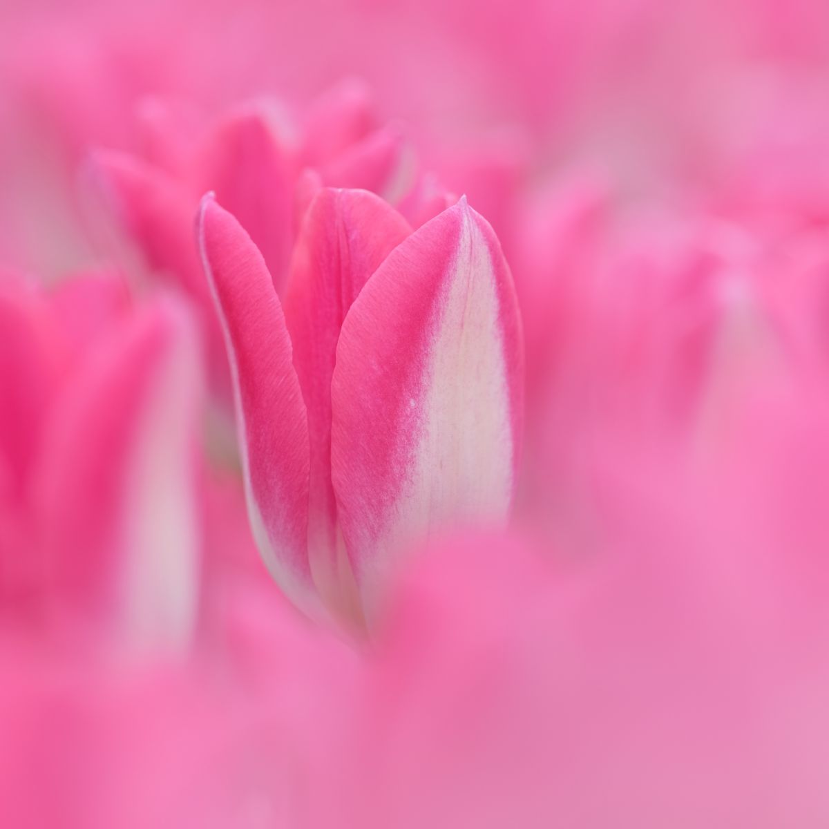 Pink in pink | GANREF