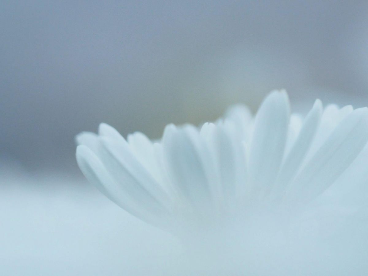 Winter white | GANREF