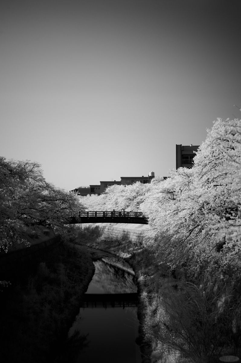 山崎川 2011 | GANREF