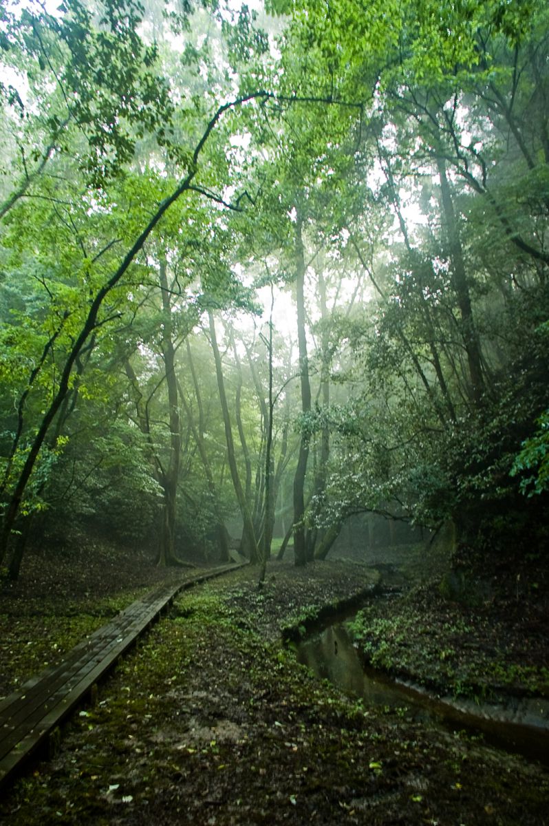 静かな森 | GANREF