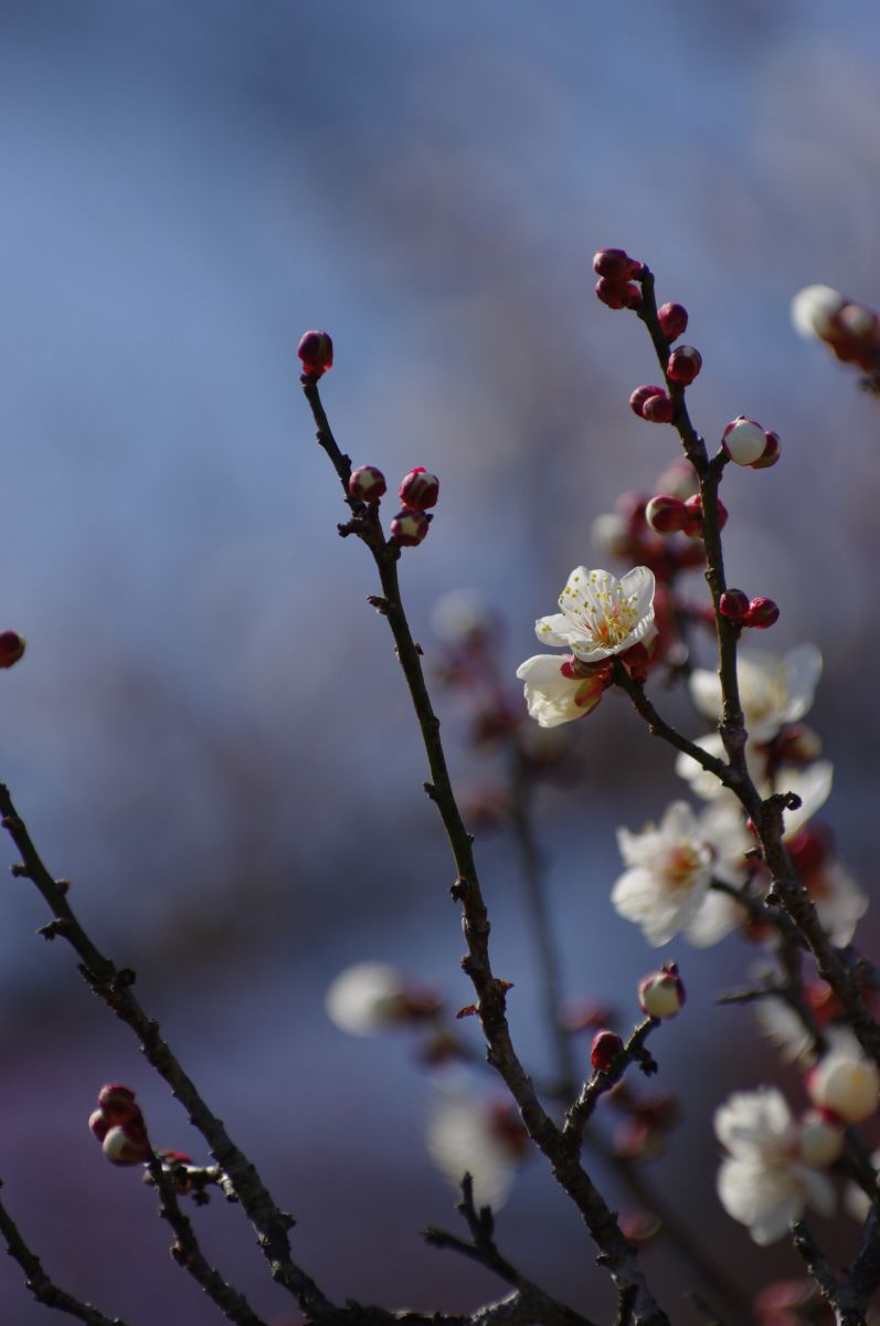 岩本山公園にて | GANREF