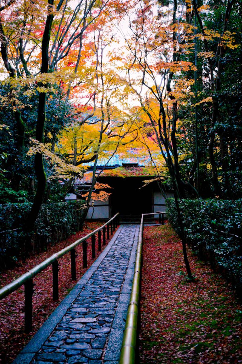 落葉の通路 | GANREF