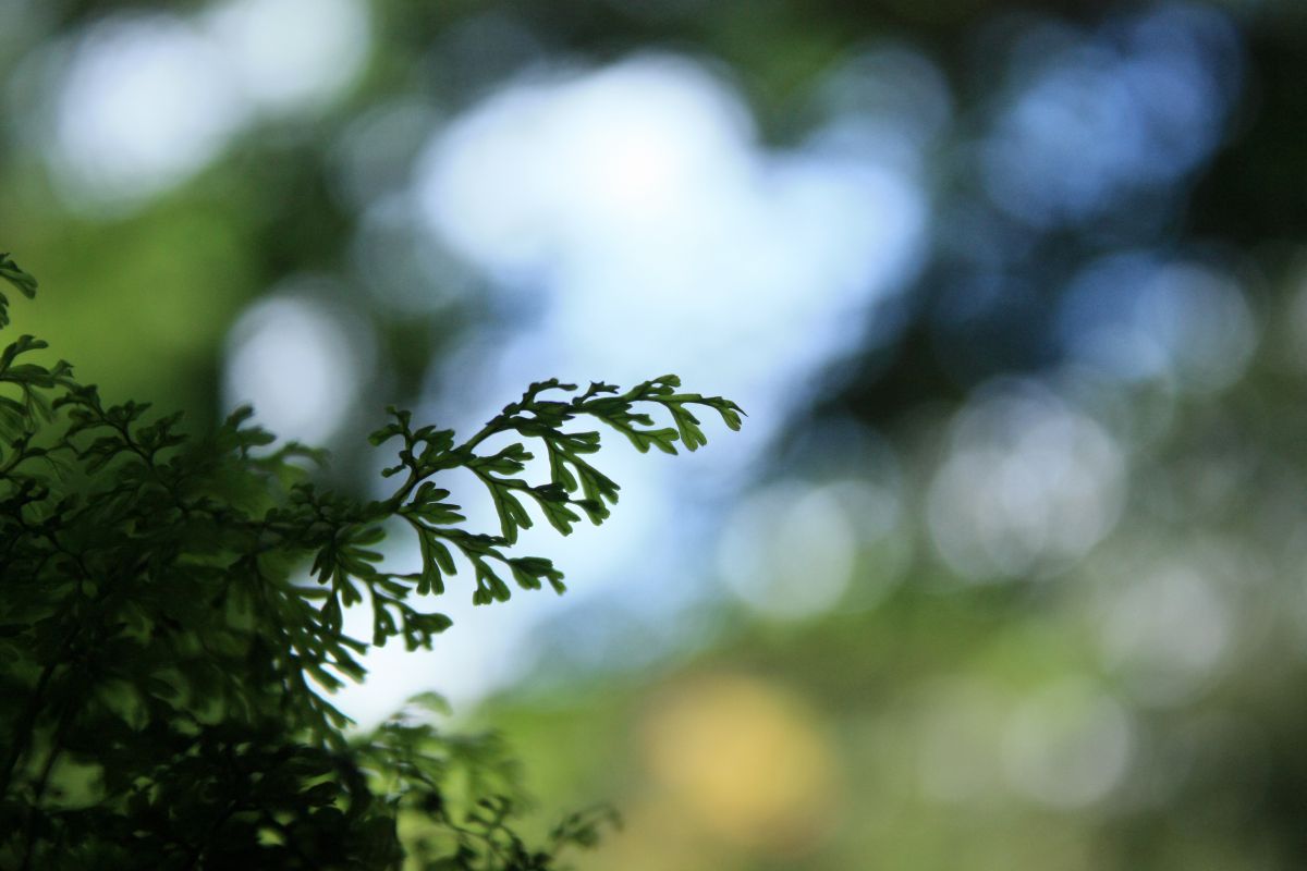 光をめざして | GANREF