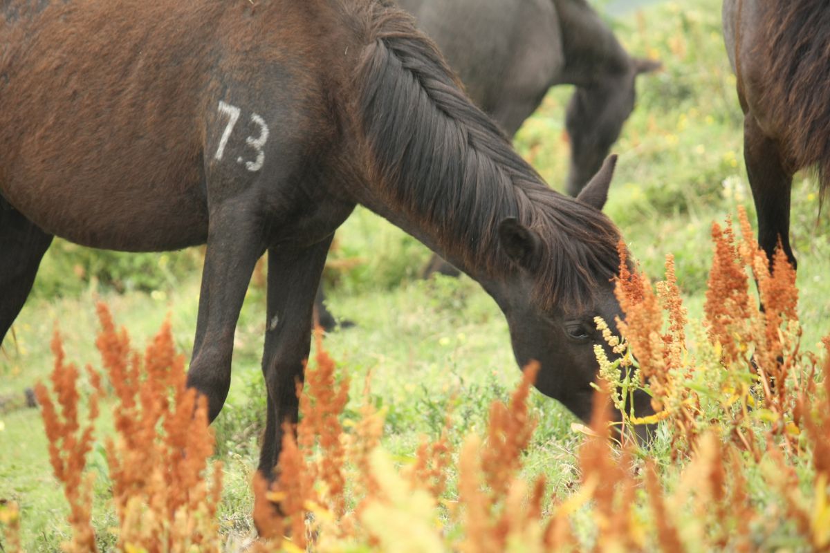 背番号73 | GANREF