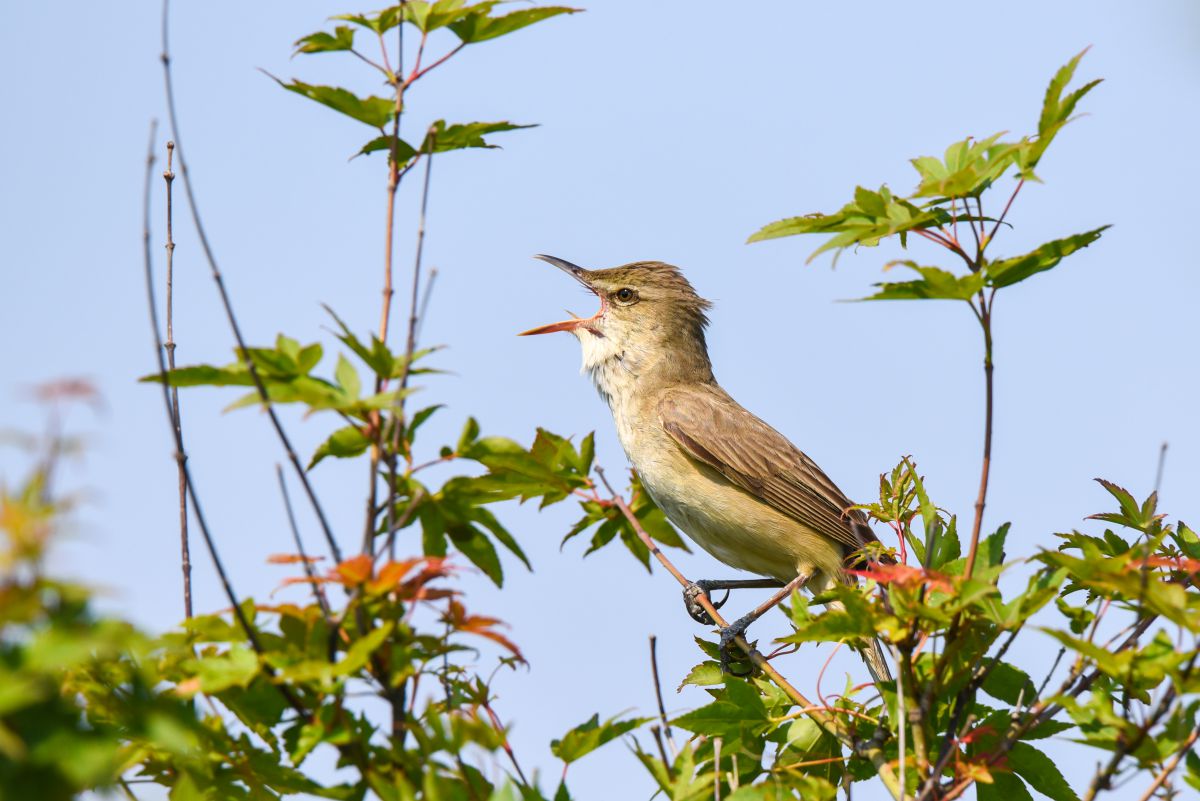 Sing a song♪ | GANREF