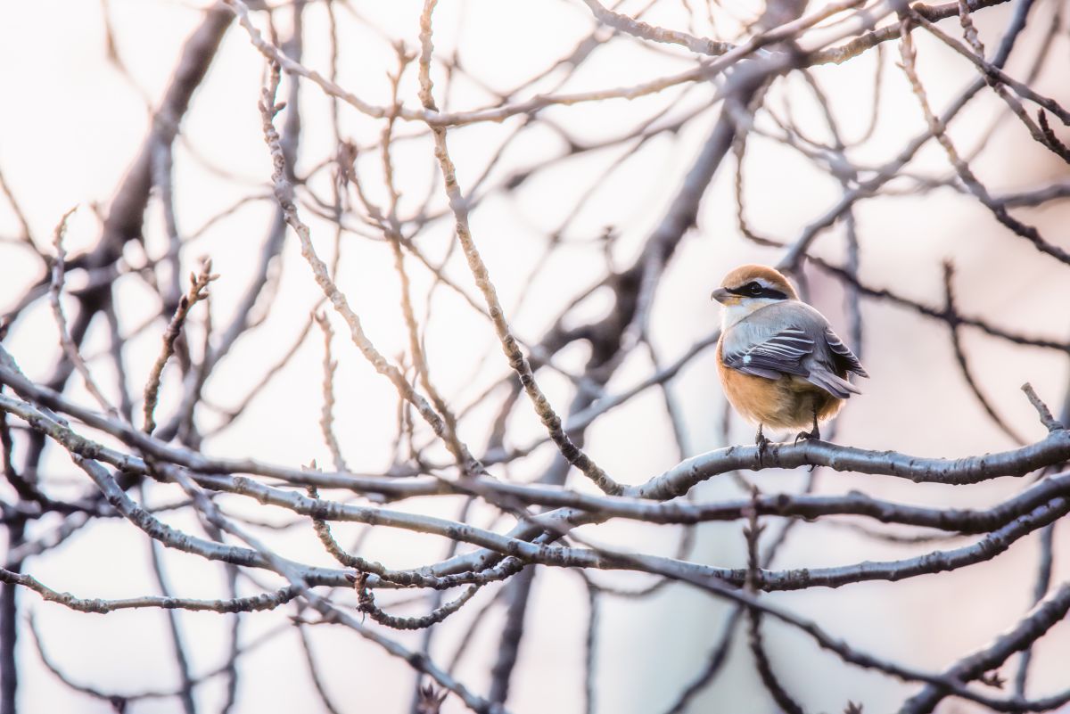 Winter morning... | GANREF