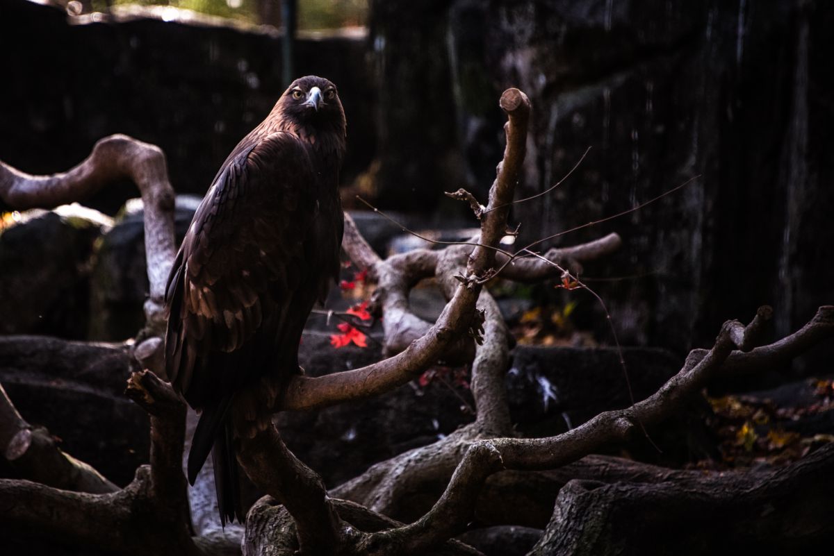 Golden eagle | GANREF