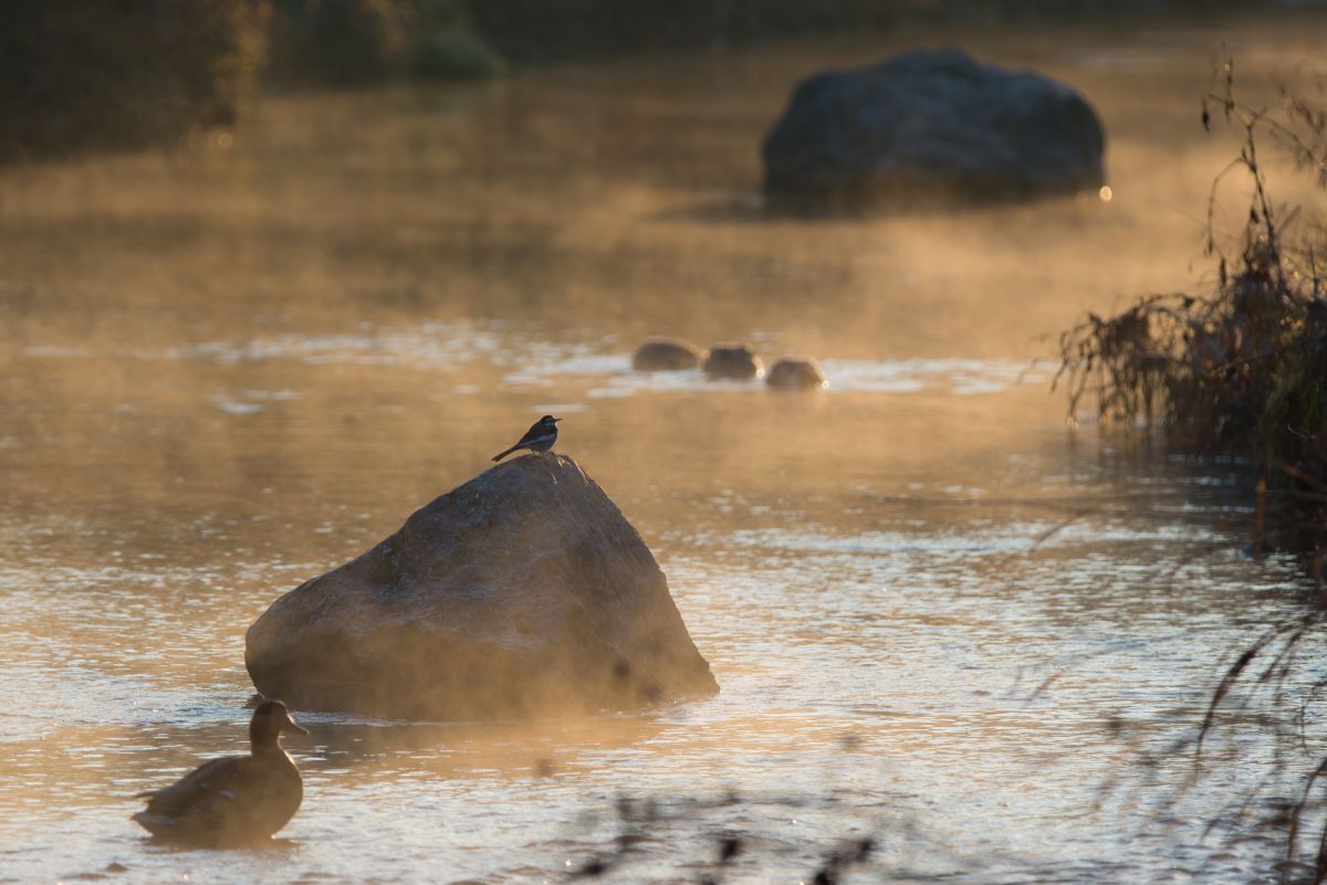 find a shine | GANREF