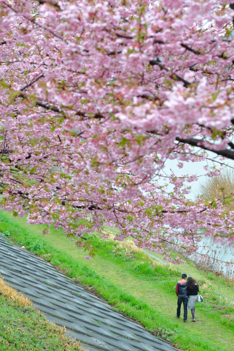 Spring has come | GANREF