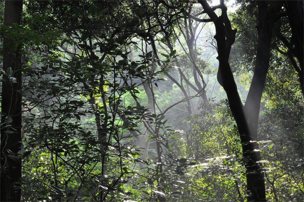 雨上りの森 | GANREF