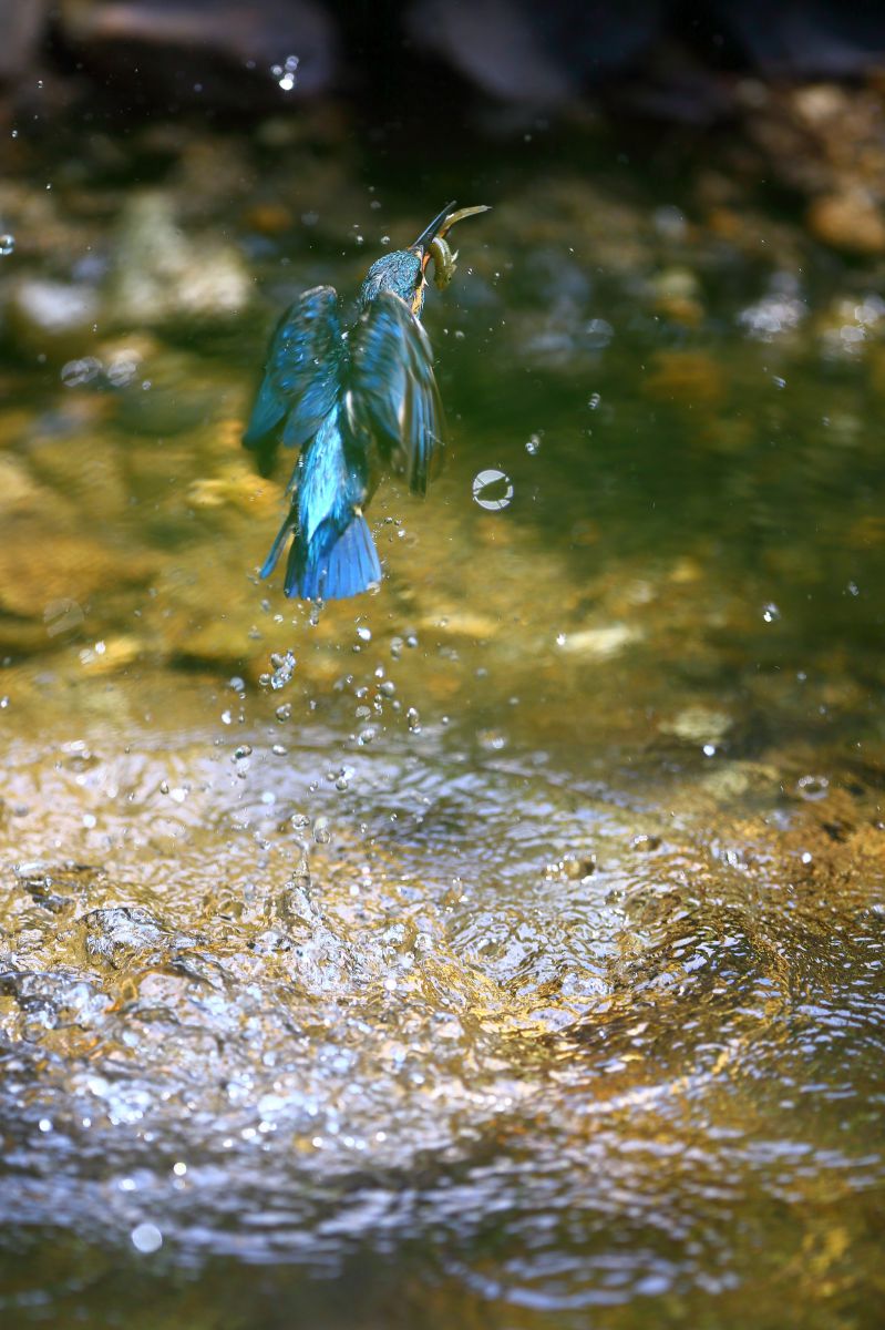 カワセミ GET！ | GANREF