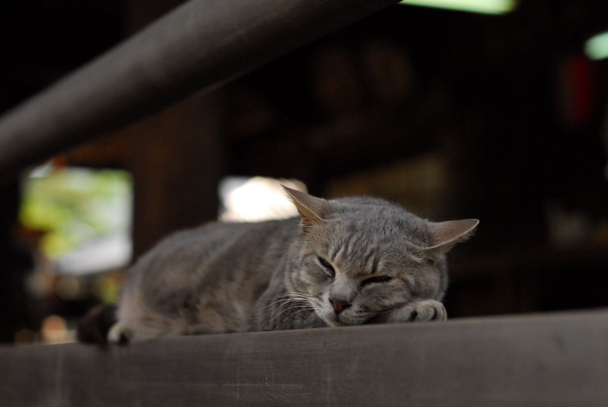 猫寝る | GANREF