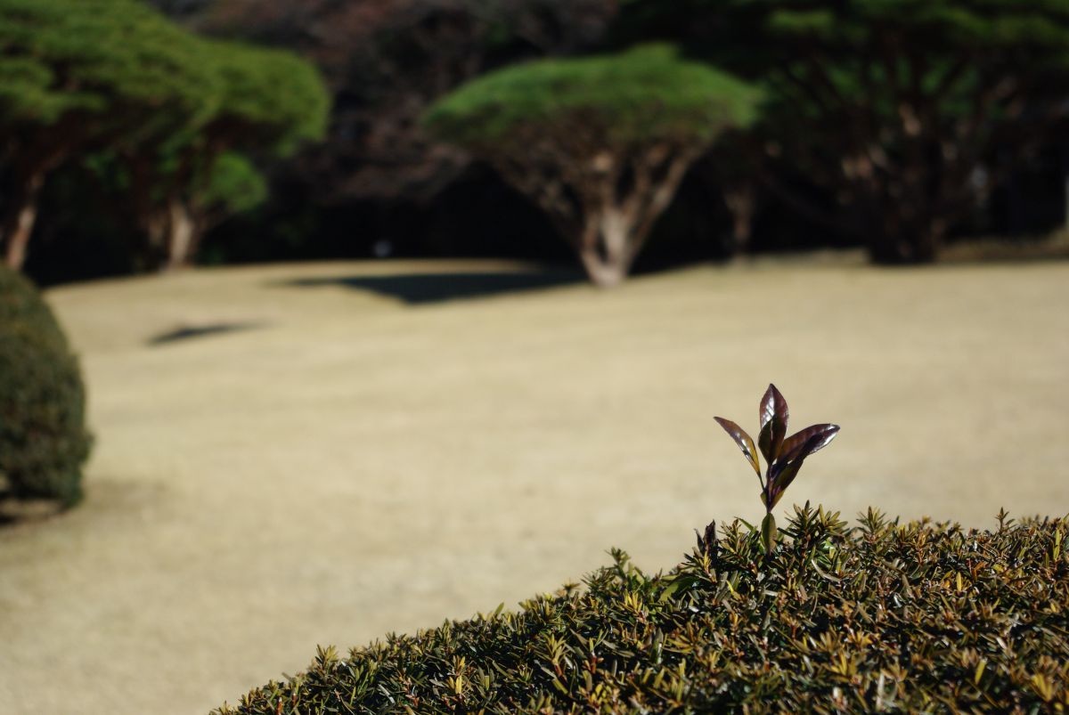 大きくなりたい | GANREF