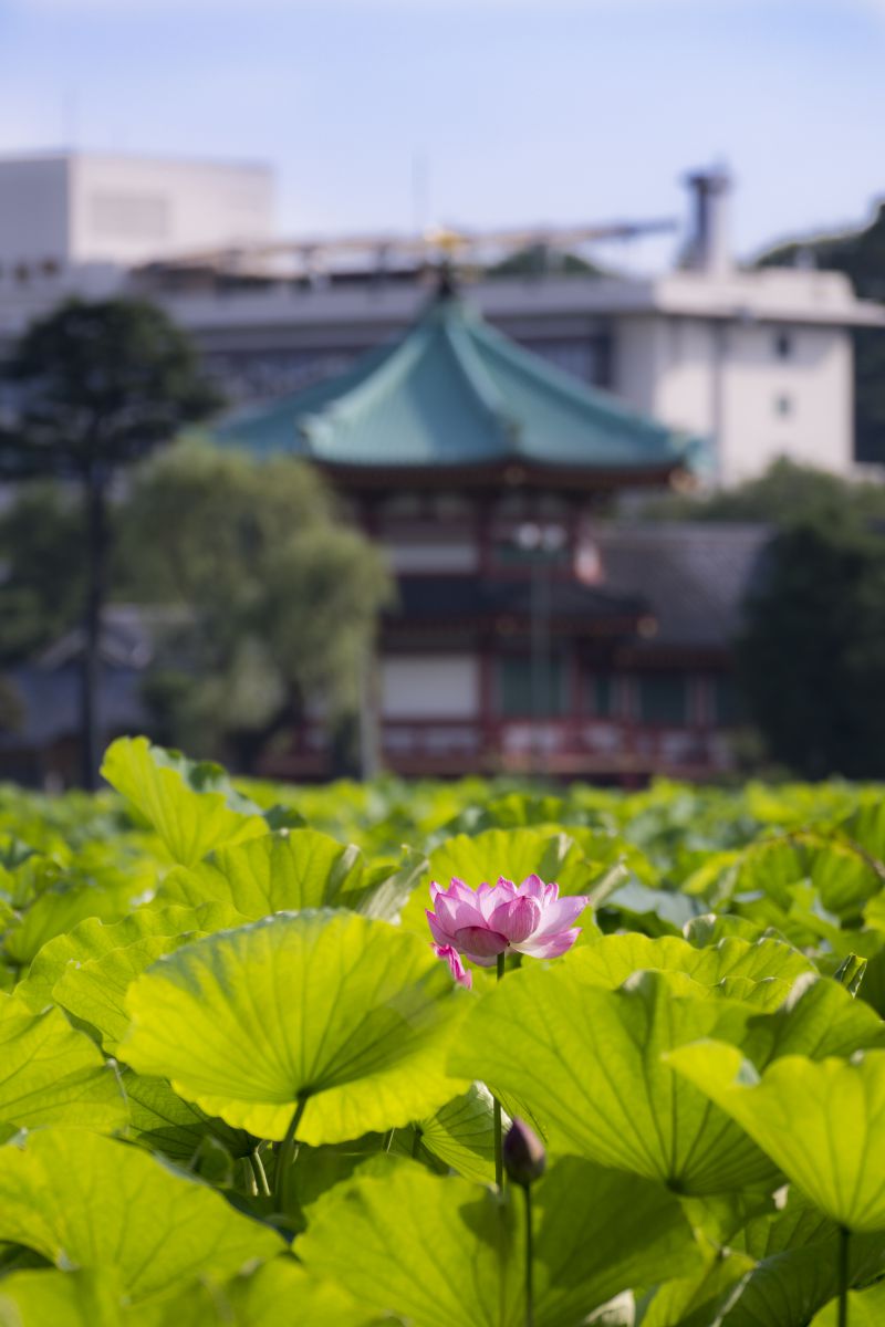 DSC09759.jpg | GANREF