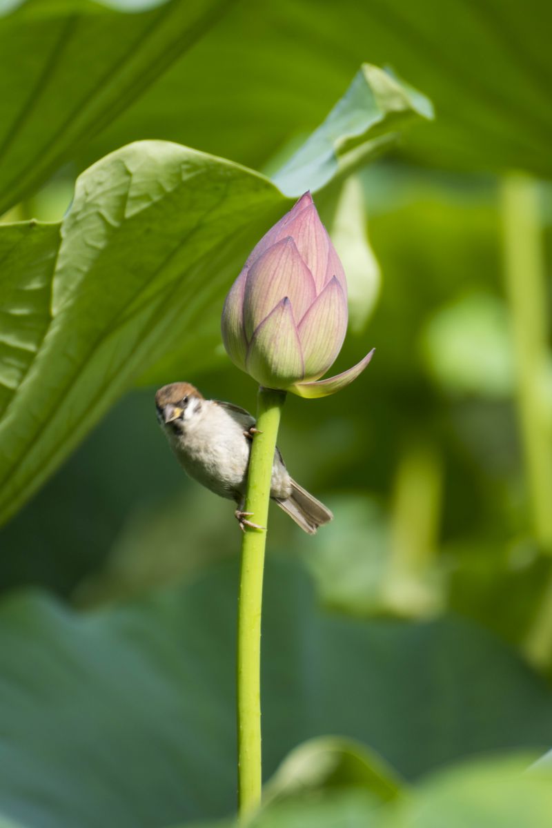 DSC00081.jpg | GANREF