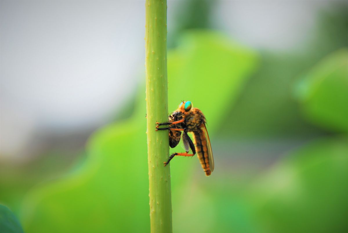 Predator プレデター | GANREF