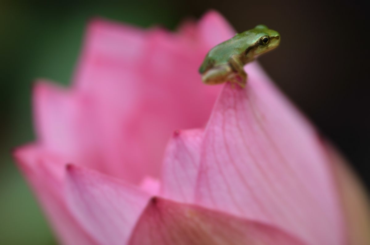 若カエル | GANREF