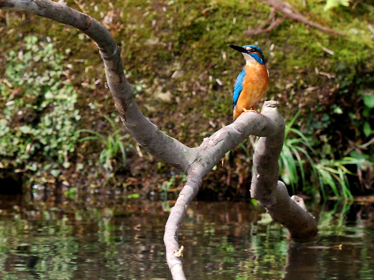 GWカワセミ | GANREF