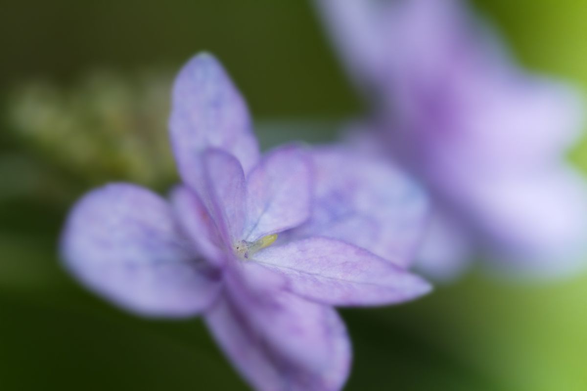 幻のアジサイ | GANREF