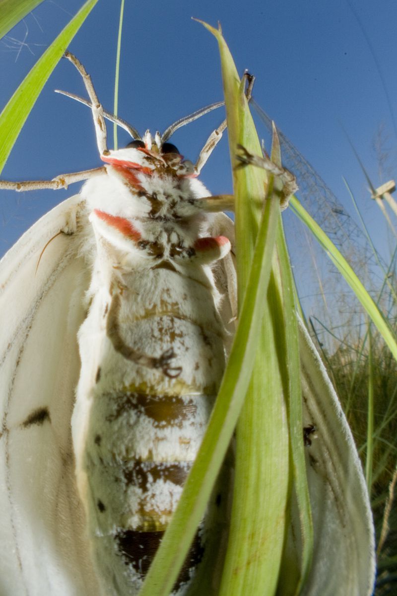 MOTH QUEEN | GANREF