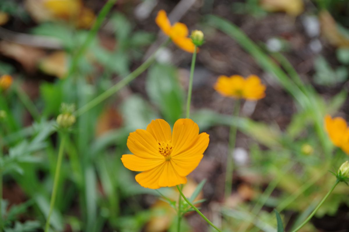 IMGP0005.JPG | GANREF