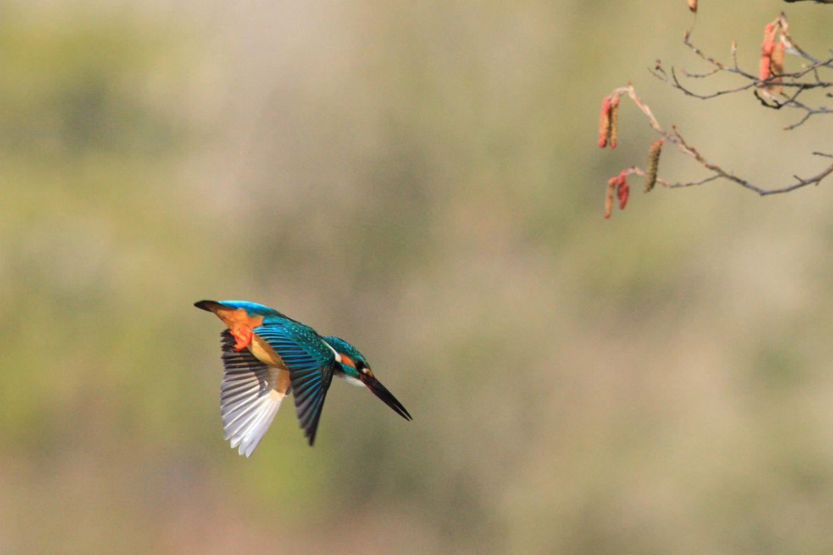 カワセミ 13 | GANREF