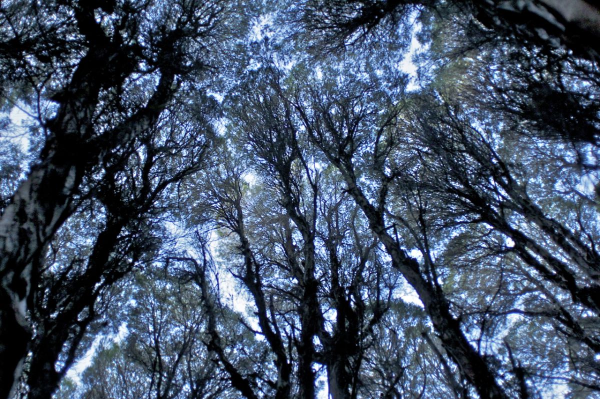 Big Swamp Park | GANREF