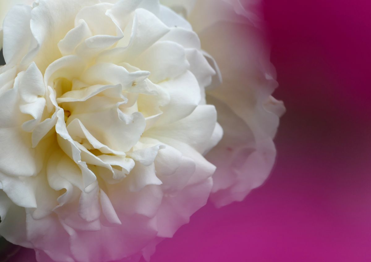 rose-01.jpg | GANREF