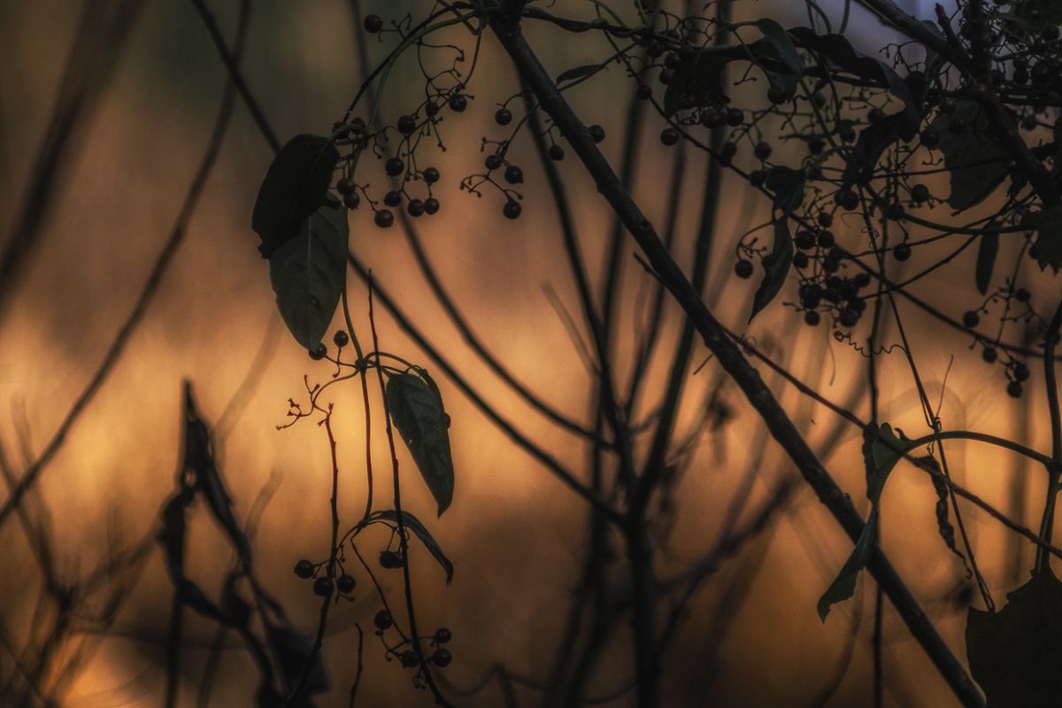 葉と実 / Leaves and fruit | GANREF